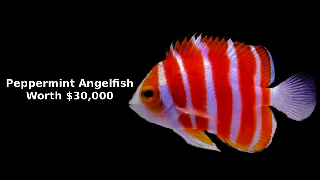 Aqua Treasures: Top 10 Most Expensive Fishes in the World - Enterprise ...