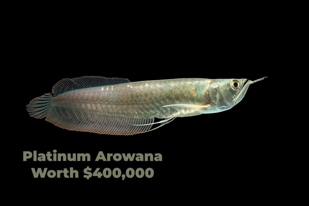 Aqua Treasures: Top 10 Most Expensive Fishes in the World - Enterprise ...