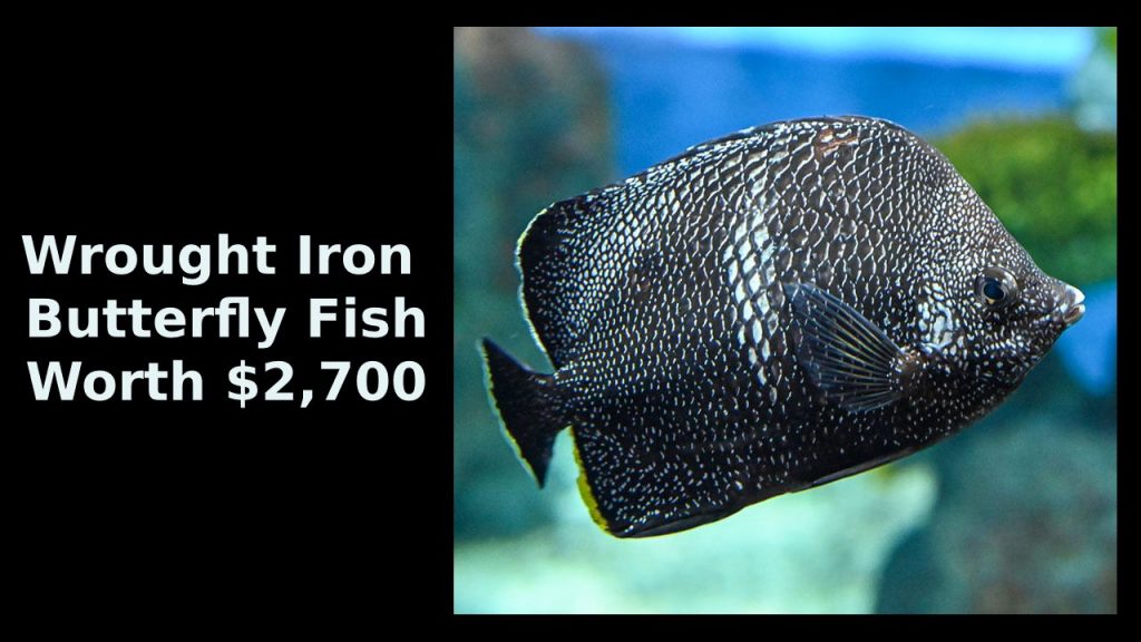 Aqua Treasures: Top 10 Most Expensive Fishes in the World - Enterprise ...
