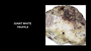 Top 10 Most Expensive Truffles In The World (2023 Updated)