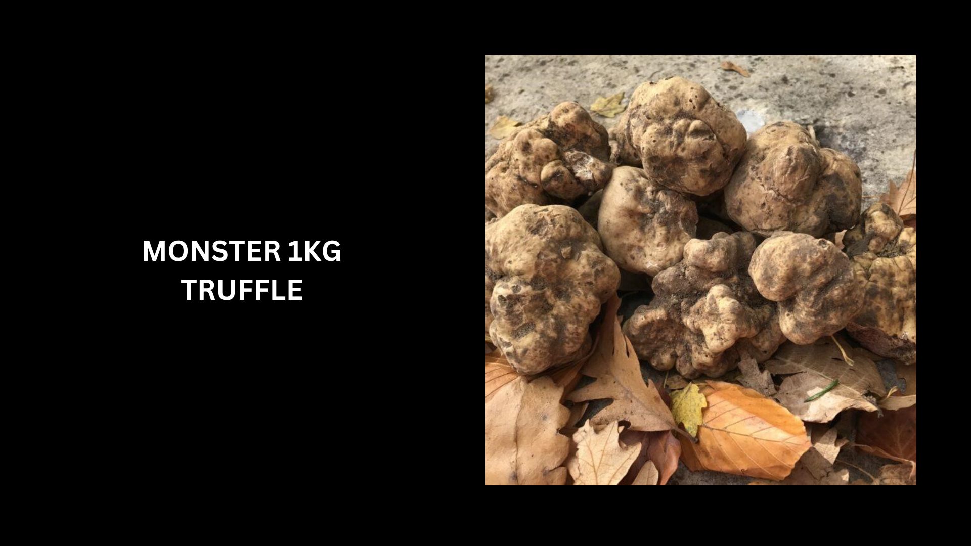 Top 10 Most Expensive Truffles In The World (2023 Updated)