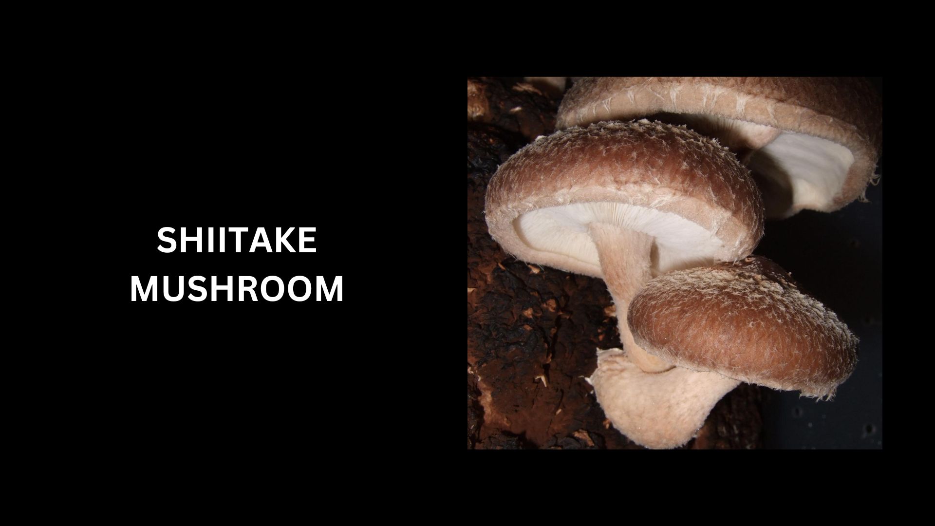 Top 10 Most Expensive Mushrooms In The World