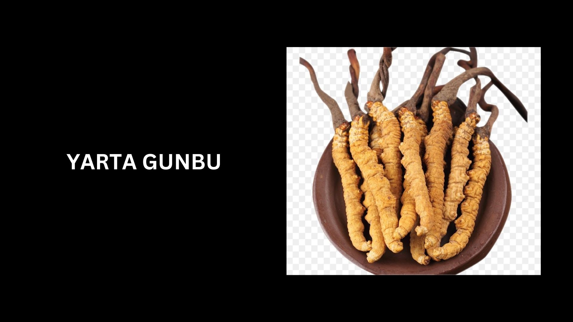 Top 10 Most Expensive Mushrooms In The World