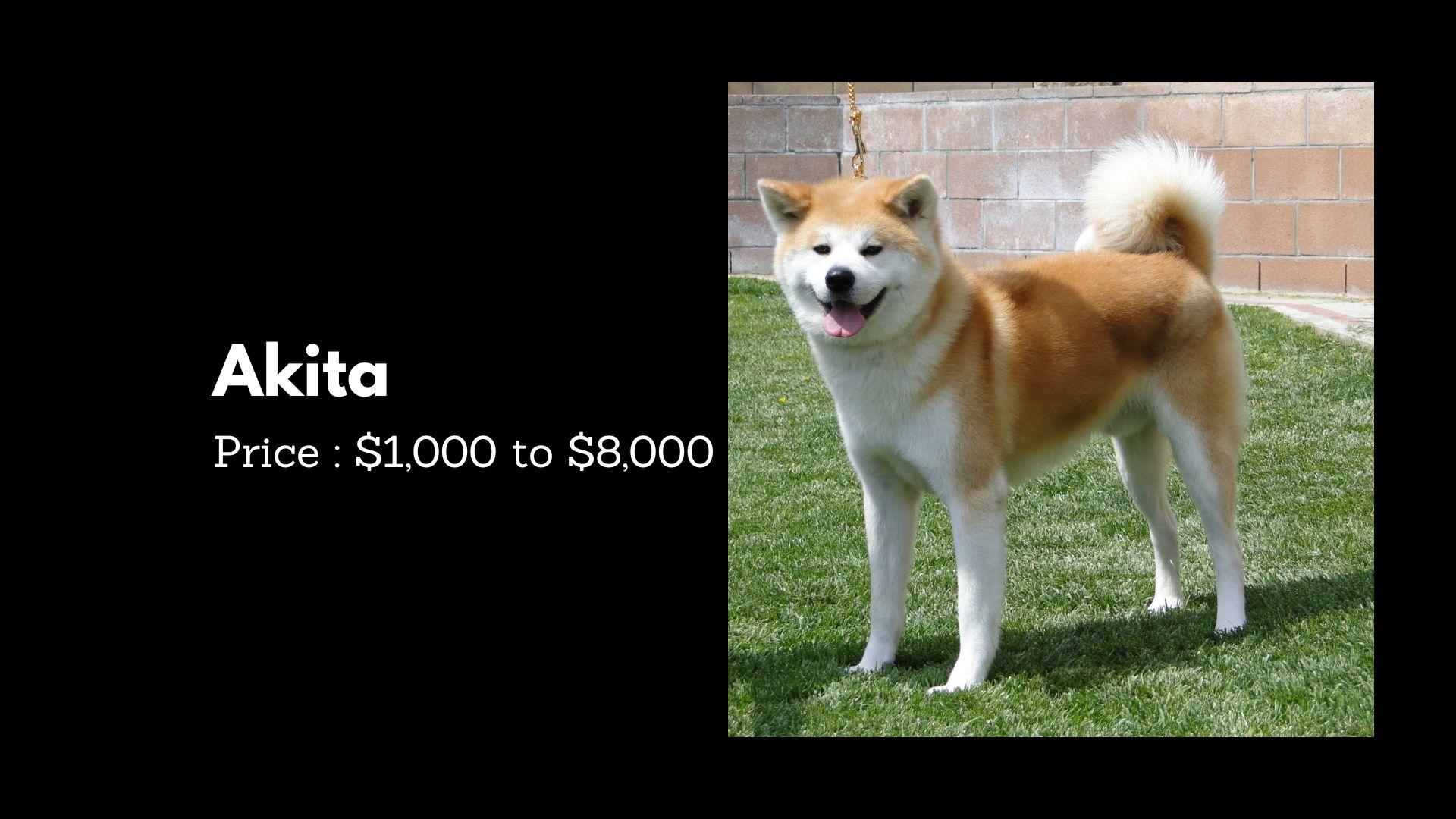 Top 10 Most Expensive Dog Breeds in the World