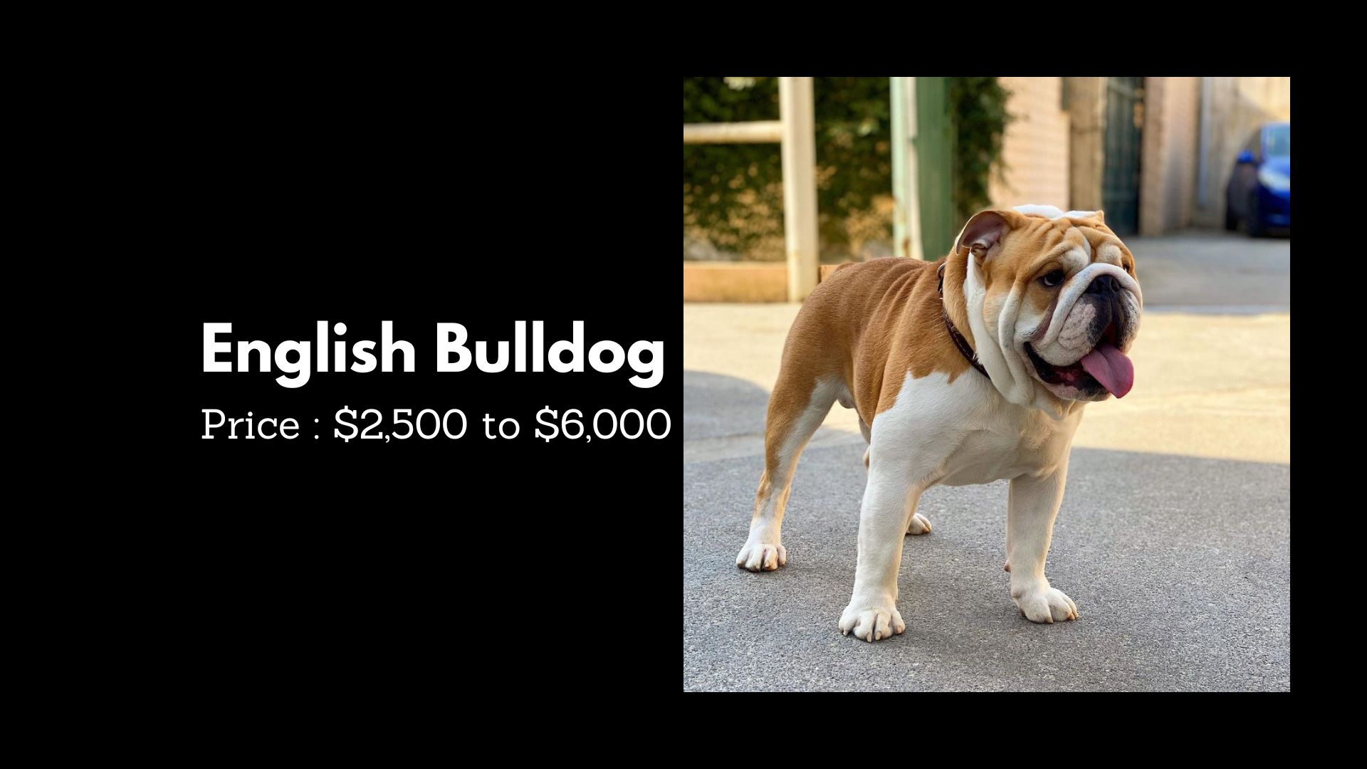 Top 10 Most Expensive Dog Breeds in the World